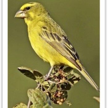 Buy Canary - Canary For Sale | Novan's Birds
