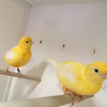 Buy Canary - Canary For Sale | Novan's Birds
