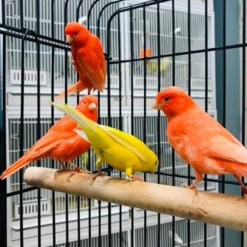 Buy Canary - Canary For Sale | Novan's Birds