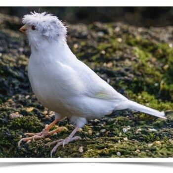 Buy Canary - Canary For Sale | Novan's Birds