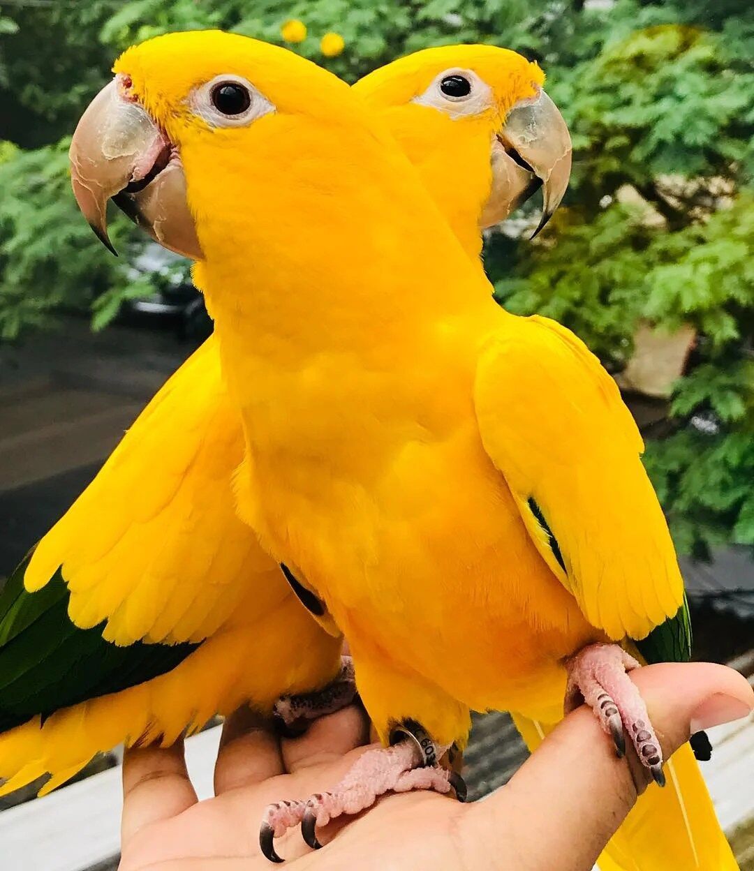 Buy Exotic Birds Online | Pet Birds For Sale | Birds Online Near Me