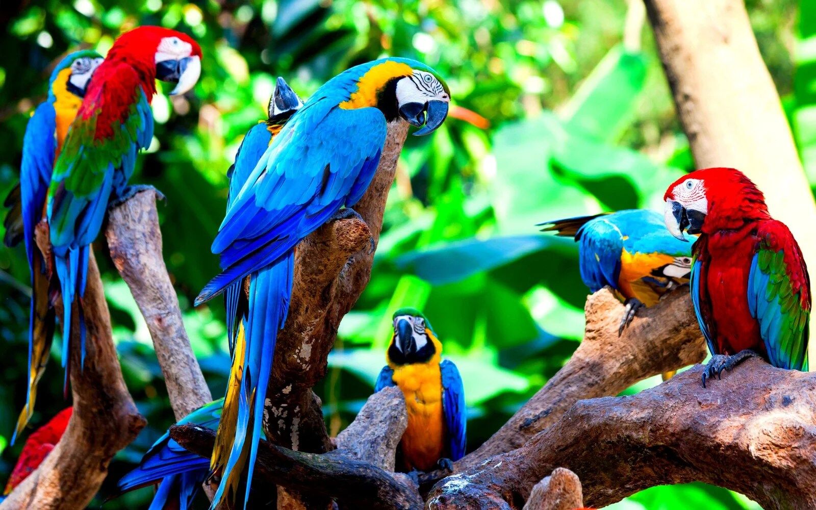 Buy Exotic Birds Online | Pet Birds For Sale | Birds Online Near Me