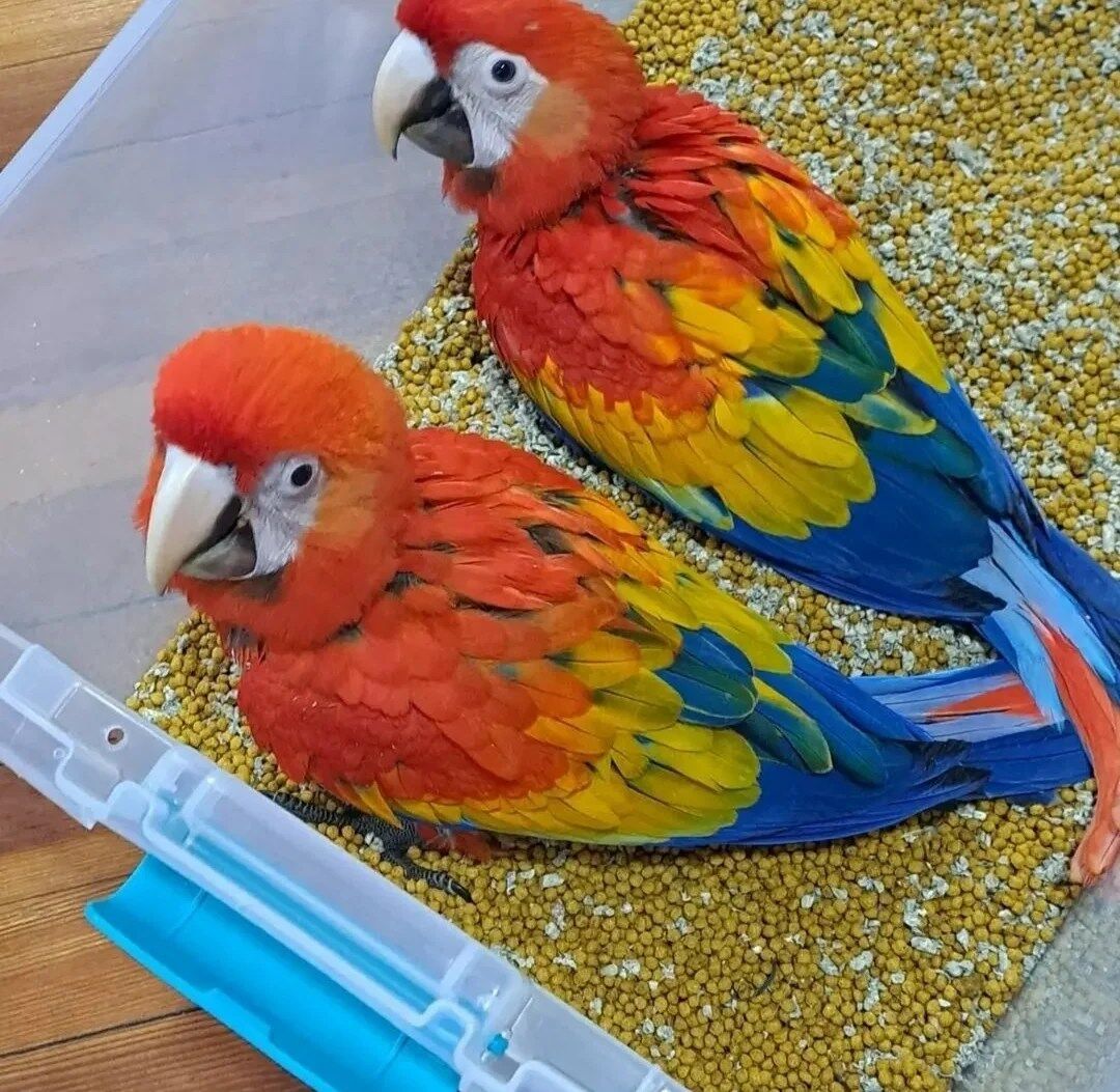 Buy Exotic Birds Online | Pet Birds For Sale | Birds Online Near Me