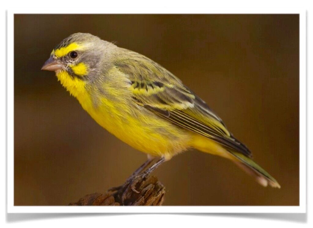 Buy Green Singer (Yellow fronted canary) Online Novan Bird's For Sale