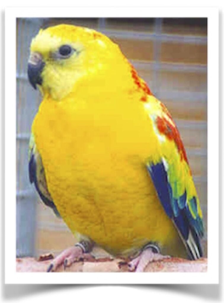 Buy Red Rump Parrot - Opaline Online Novan Bird's For Sale