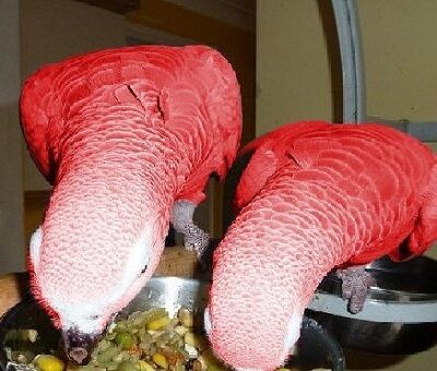 Red Factor African Grey For Sale – Novan Bird's For Sale