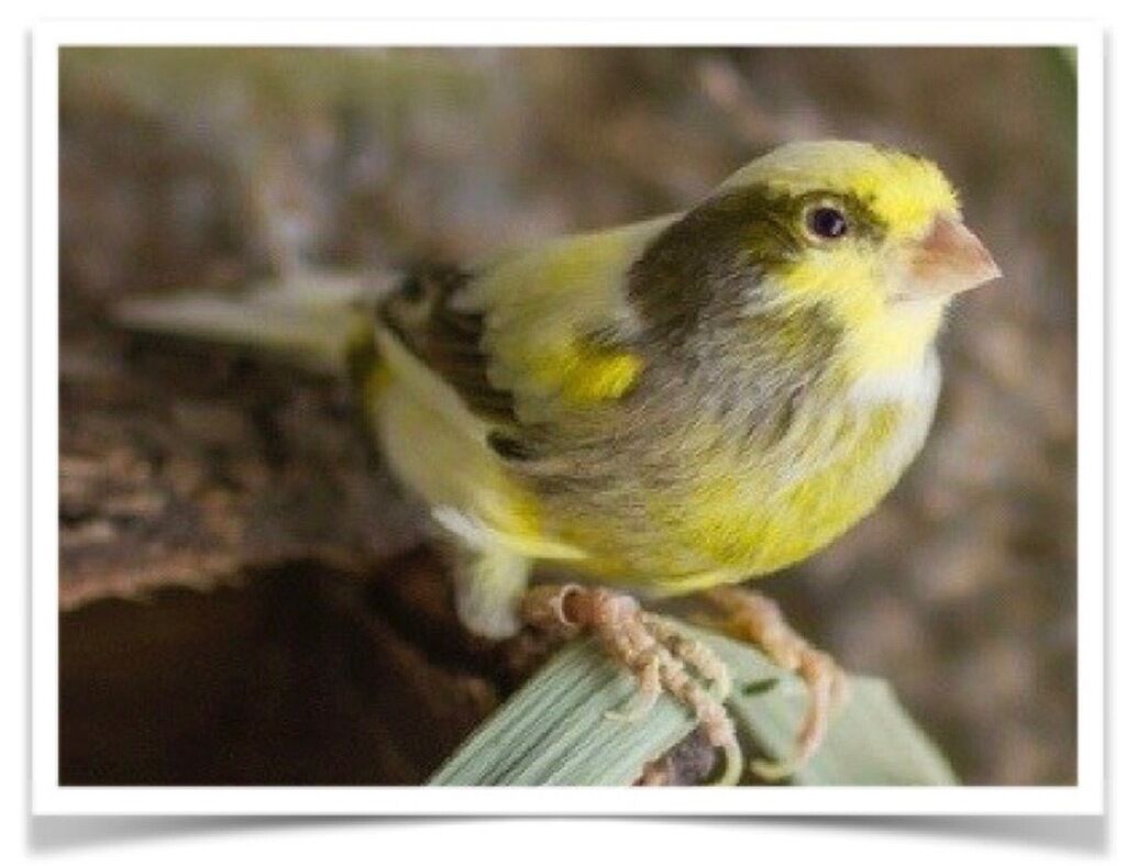 Buy Variegated Canary Online Novan Bird's For Sale