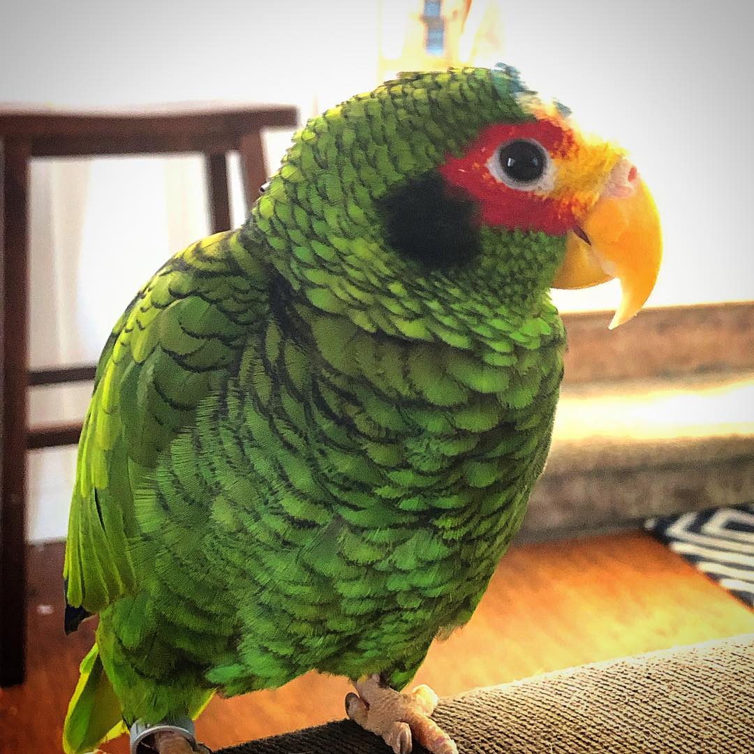 Yellow-lored amazon Novan Bird's For Sale